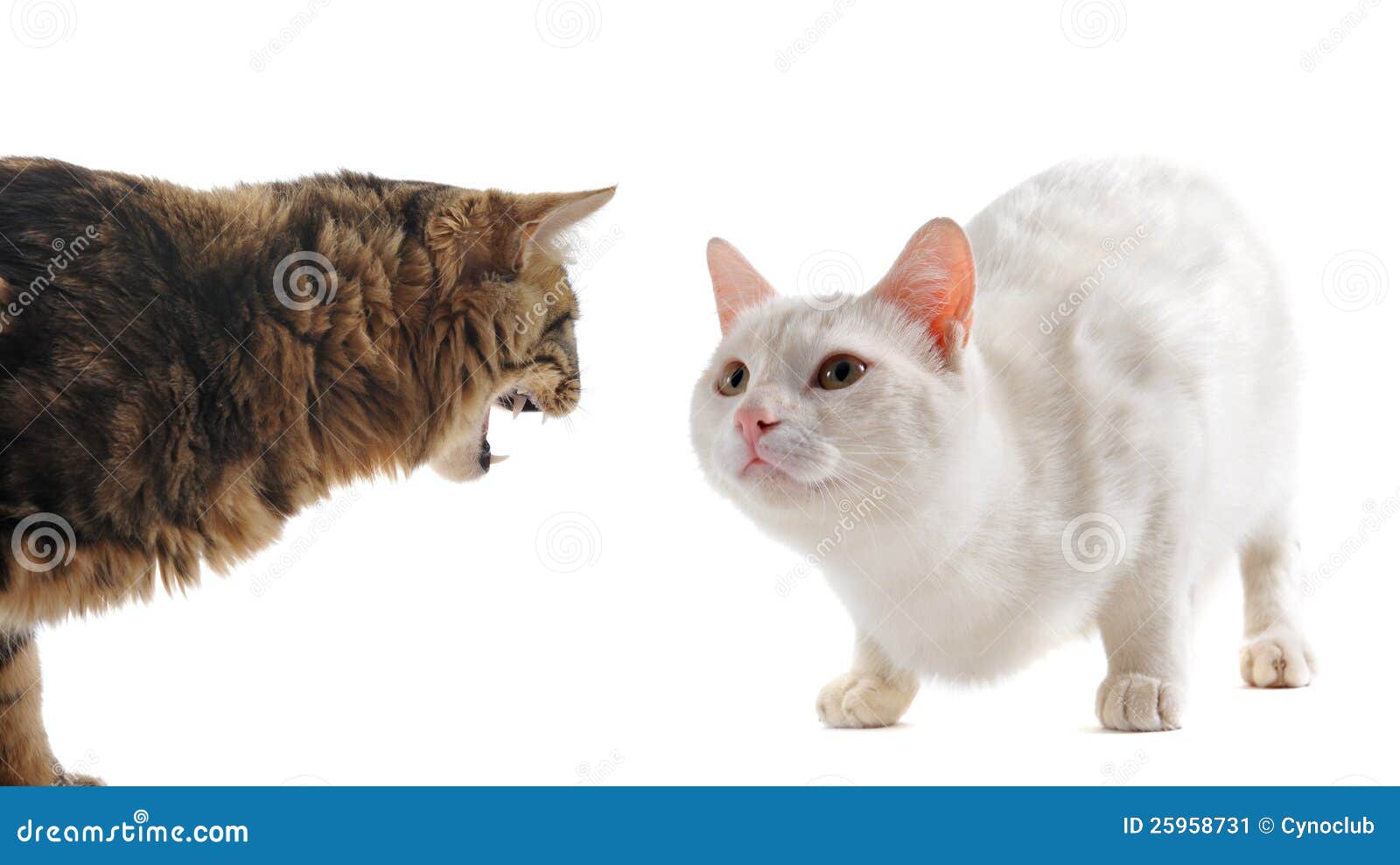 Conflict between cats stock image. Image of studio, arguing - 25958731