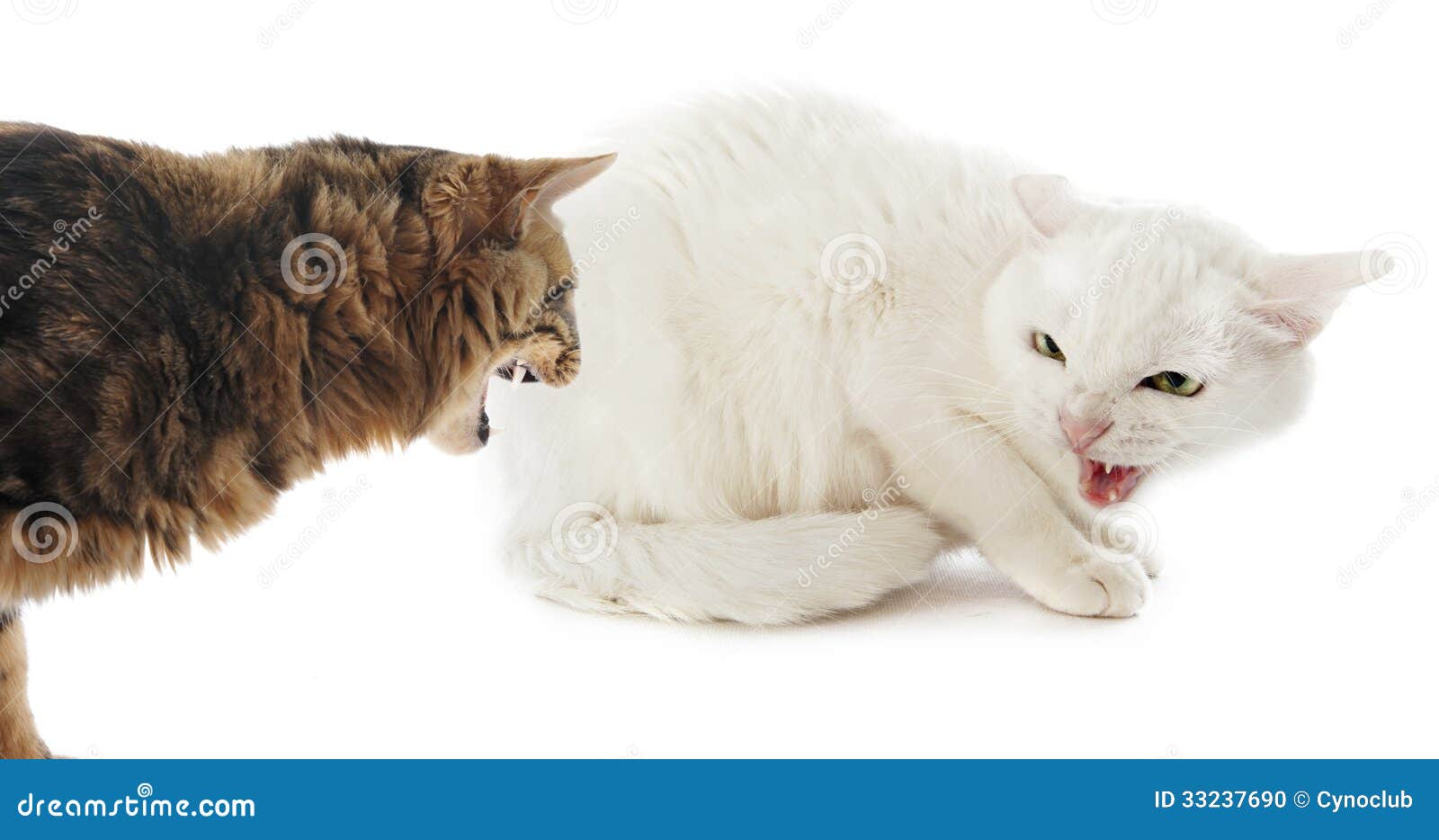 Conflict between cats stock photo. Image of conflict - 33237690