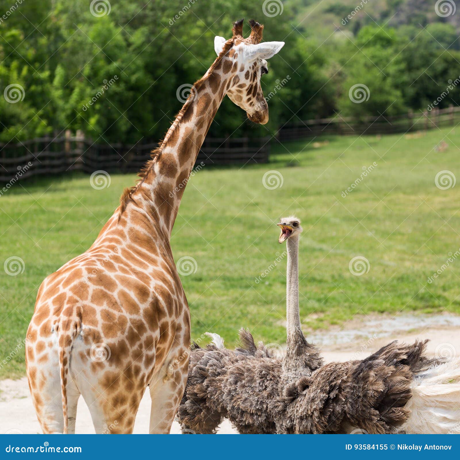 Conflict with Giraffe and Ostrich in the Zoo Stock Image - Image of ...