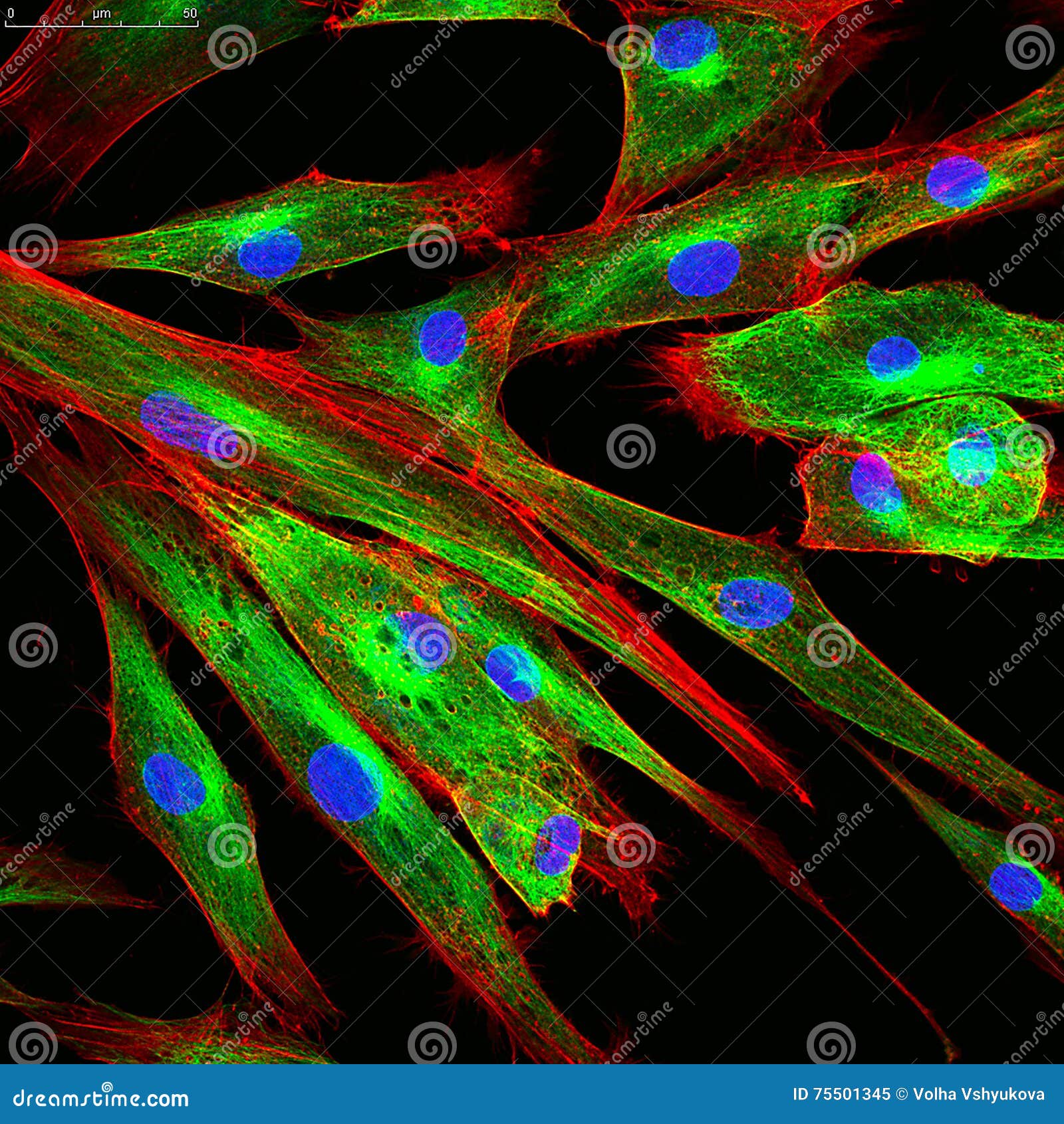 Confocal Microscopie Van Fibroblastcellen Stock Afbeelding - Image of ...