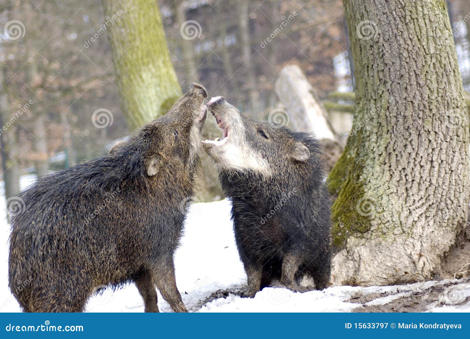 Confrontation. stock image. Image of fang, nature, mammal - 15633797