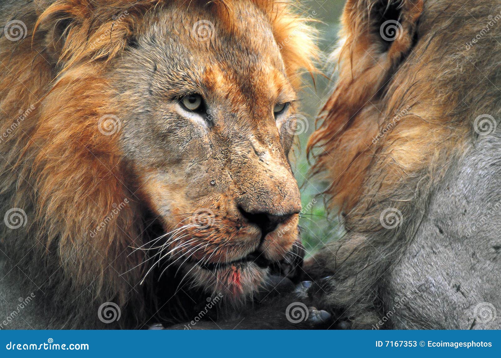 Confrontation stock image. Image of dangerous, travel - 7167353