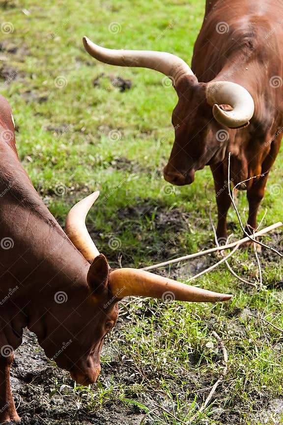 Confrontation unavoidable stock photo. Image of unavoidable - 26237848