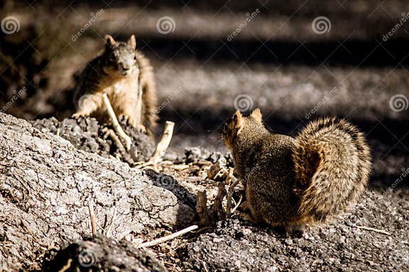 Confrontational squirrels stock image. Image of creature - 128861869
