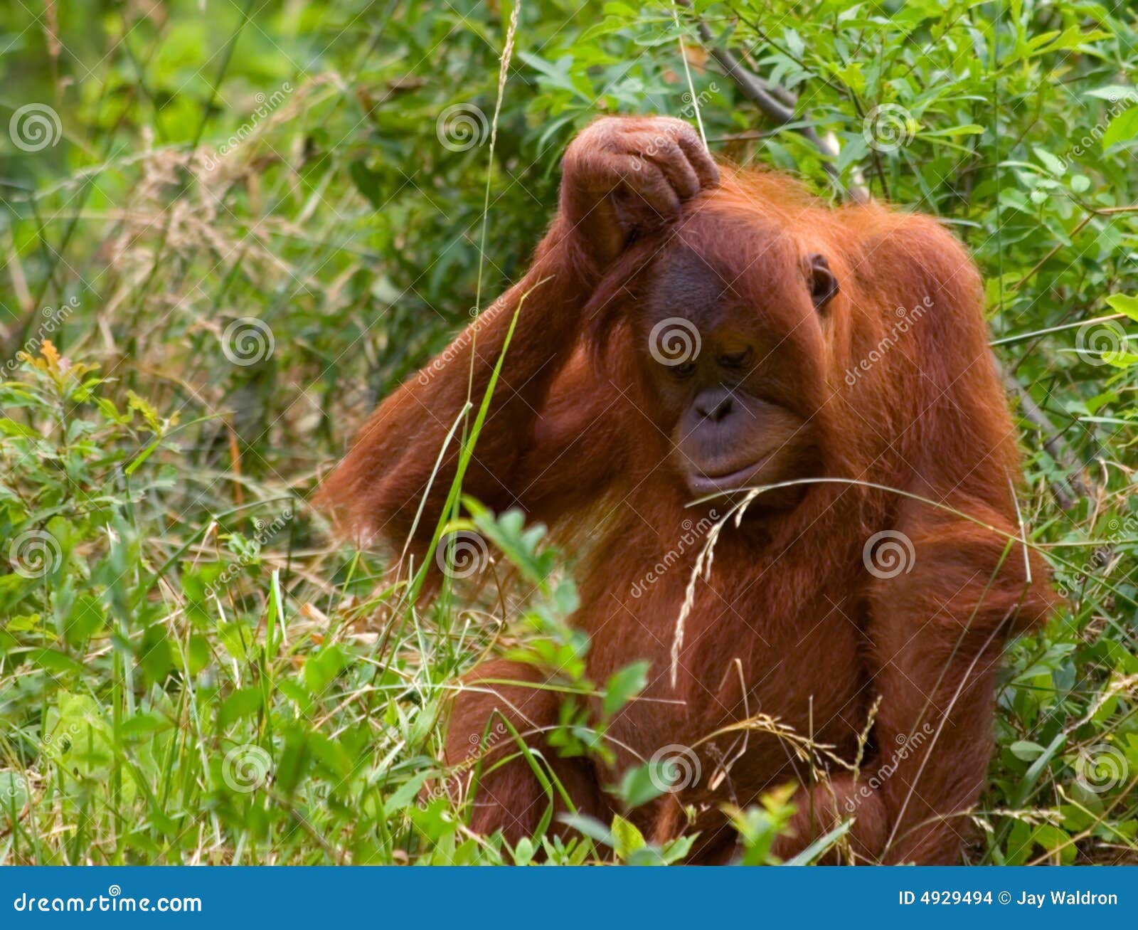Confused stock photo. Image of frustrated, orang, confuse - 4929494