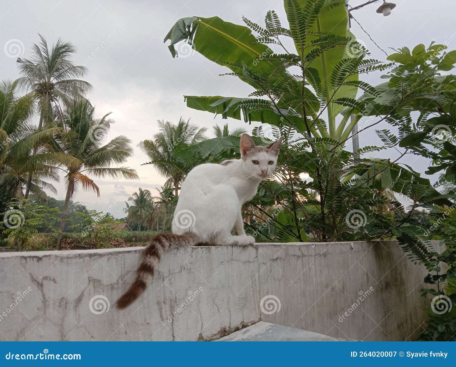 Confused Animal Expression in Front of the Camera Stock Image - Image ...