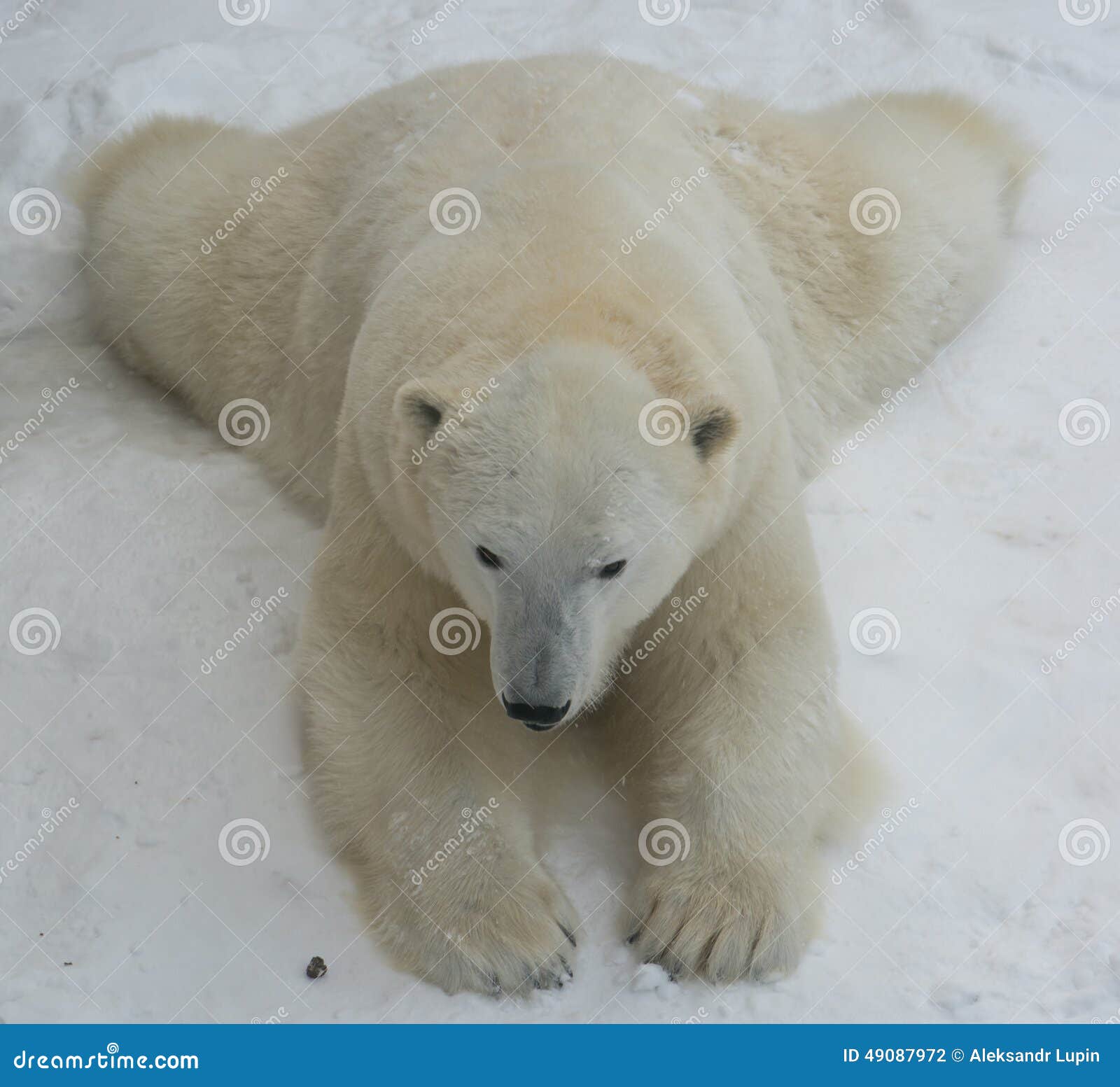 Confused bear stock photo. Image of snow, confidence - 49087972