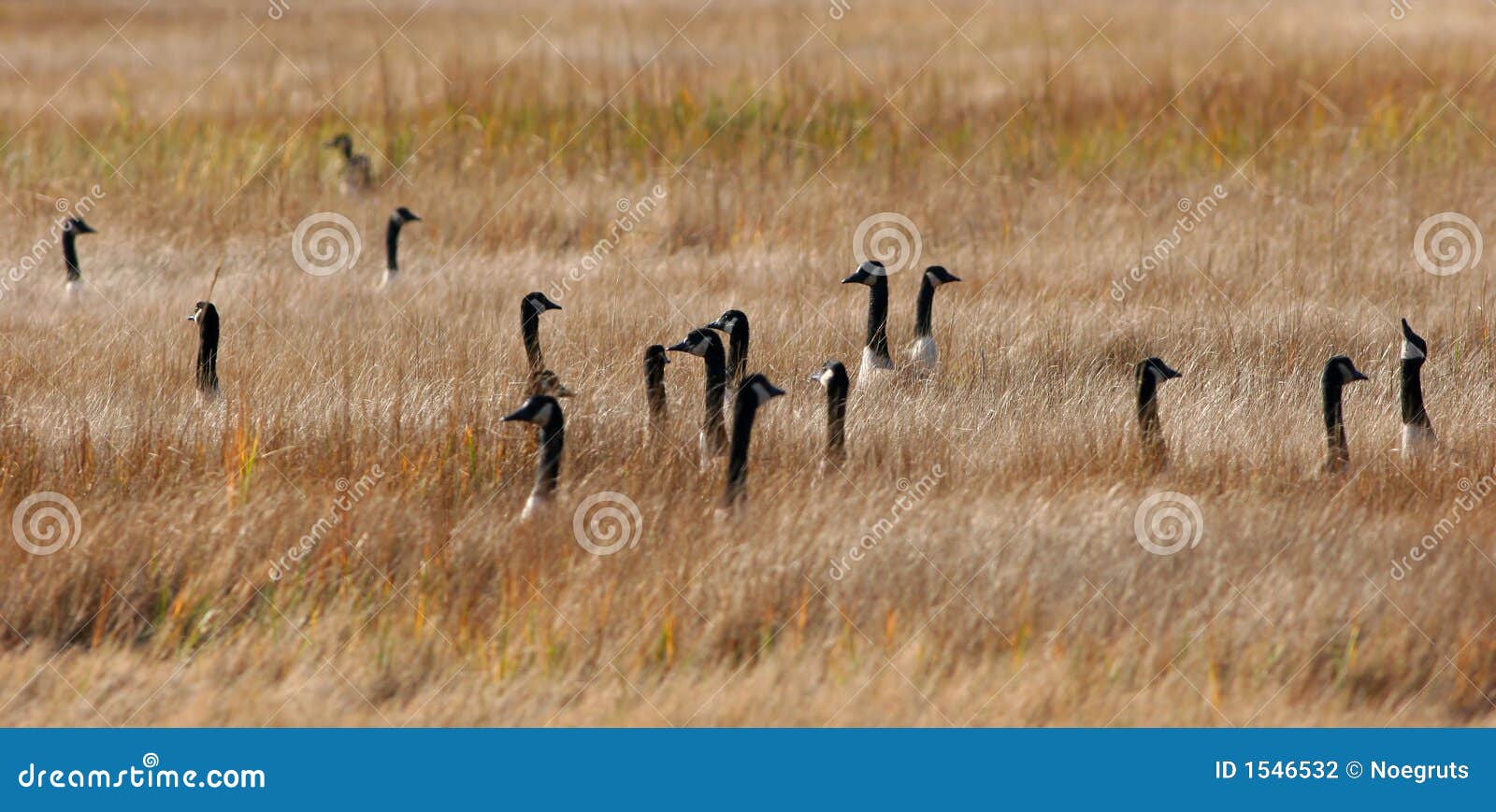 Confused Canada Geese Picture. Image: 1546532