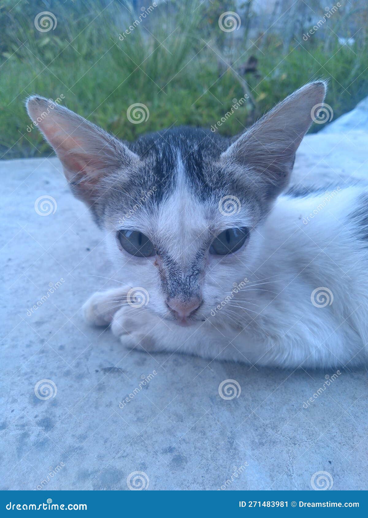 The confused cat stock image. Image of blue, nose, whiskers - 271483981