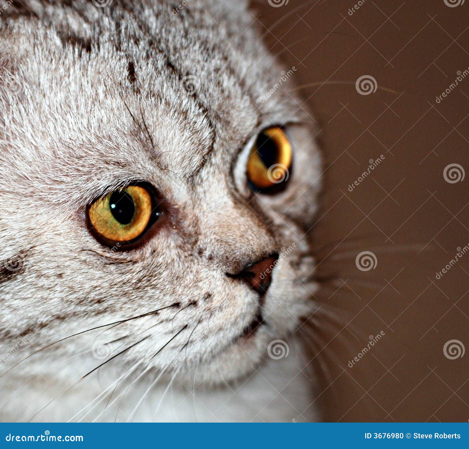Confused Cat stock photo. Image of whiskers, friend, brithish - 3676980