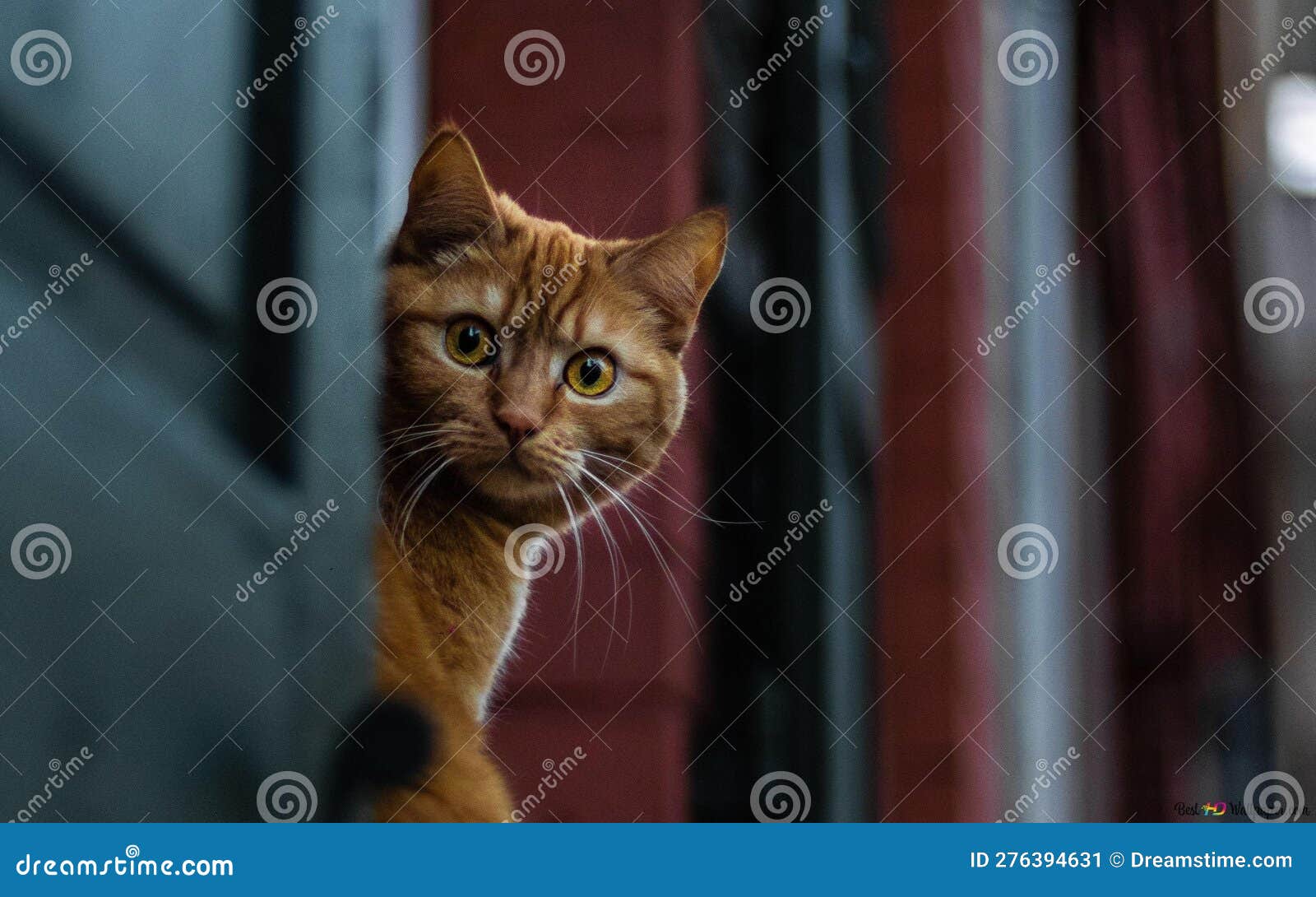 Confused Cat Look Something Stock Image - Image of look, somet: 276394631