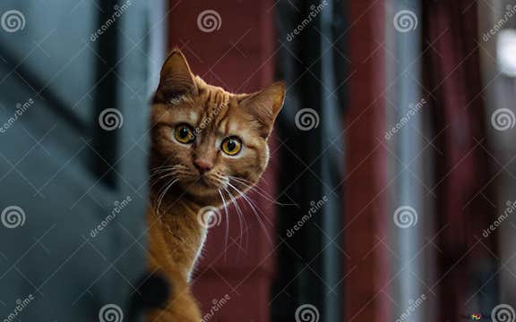 Confused Cat Look Something Stock Image - Image of look, somet: 276394631