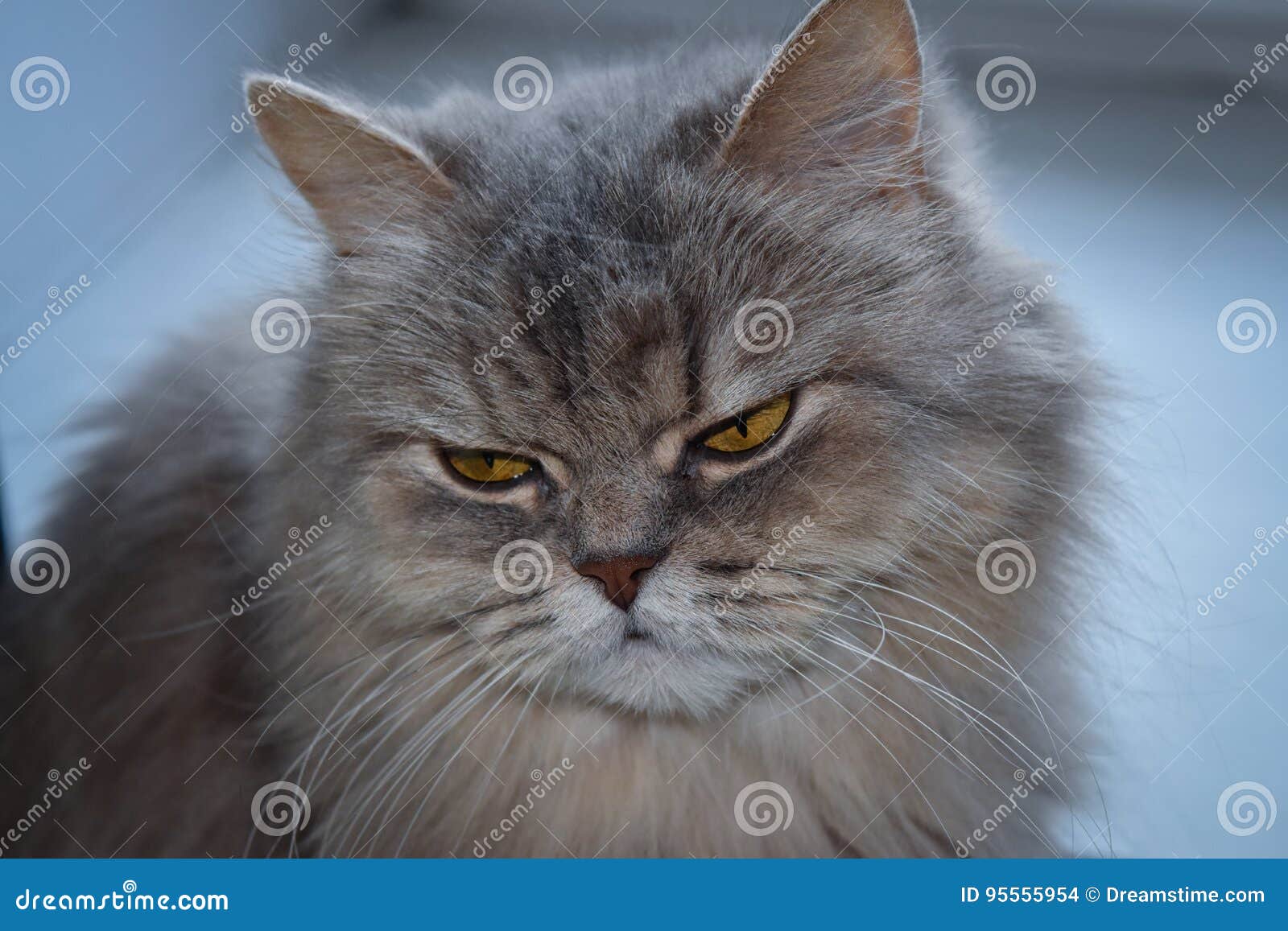 Confused cat stock photo. Image of portrait, eyes, animals - 95555954