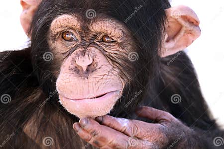 Confused Chimpanzee stock image. Image of chimp, wild - 9078753
