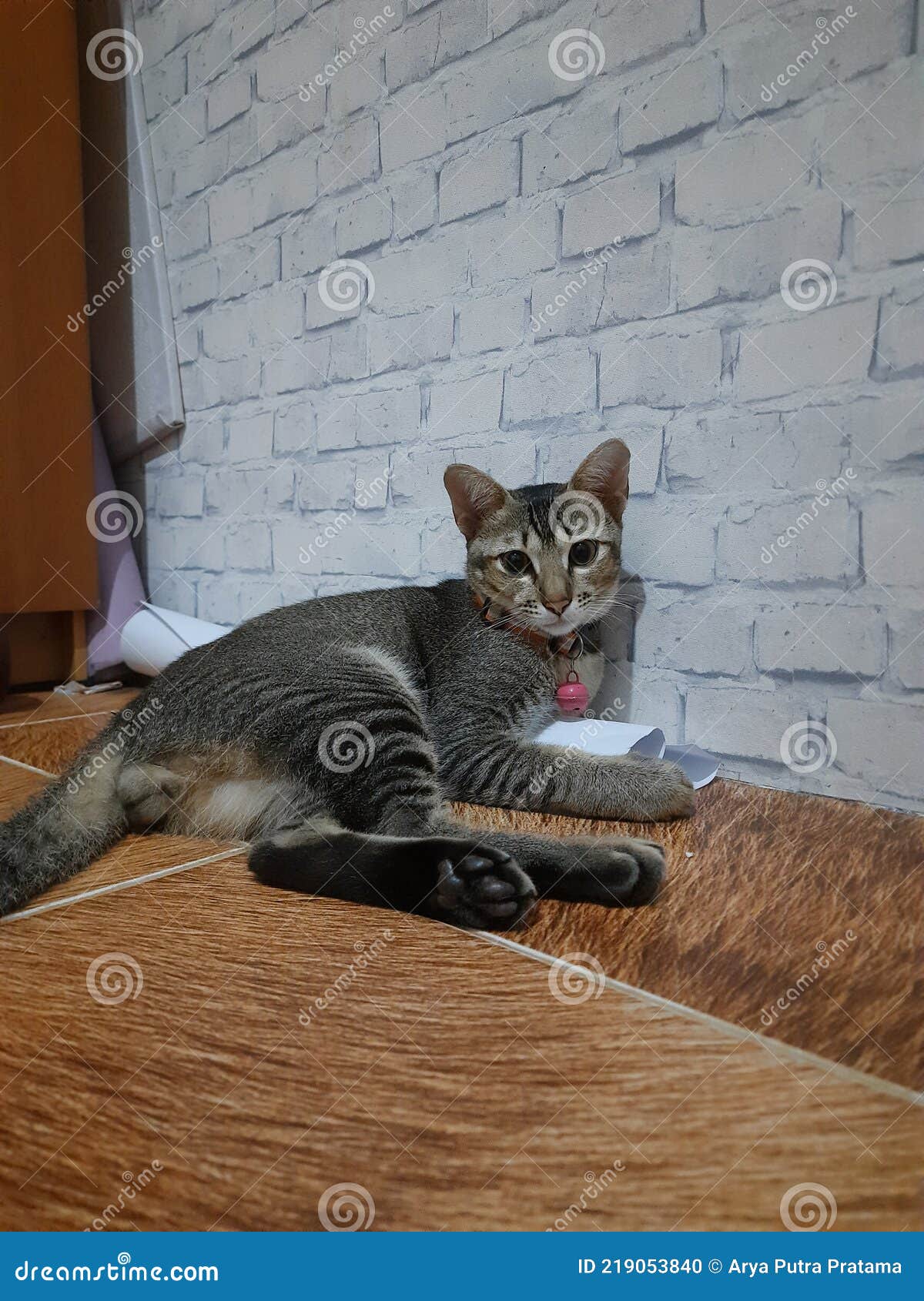 A confused cute cat stock photo. Image of bird, cute - 219053840