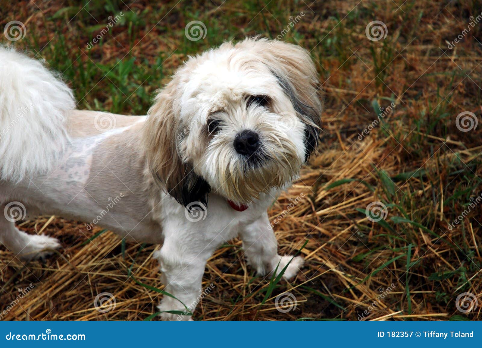 Confused Dog stock image. Image of shih, mutt, breed, furry - 182357