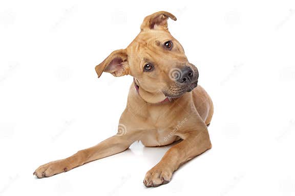 Confused dog stock image. Image of pets, face, cute, canine - 18382227