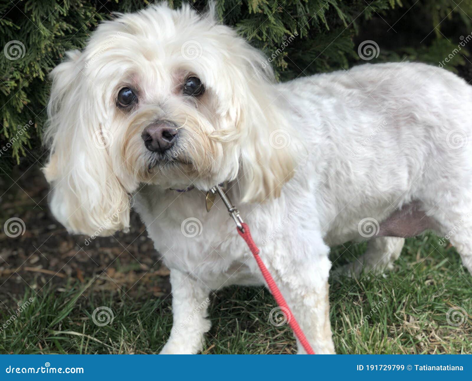 Confused dog stock image. Image of fluffy, white, confused - 191729799