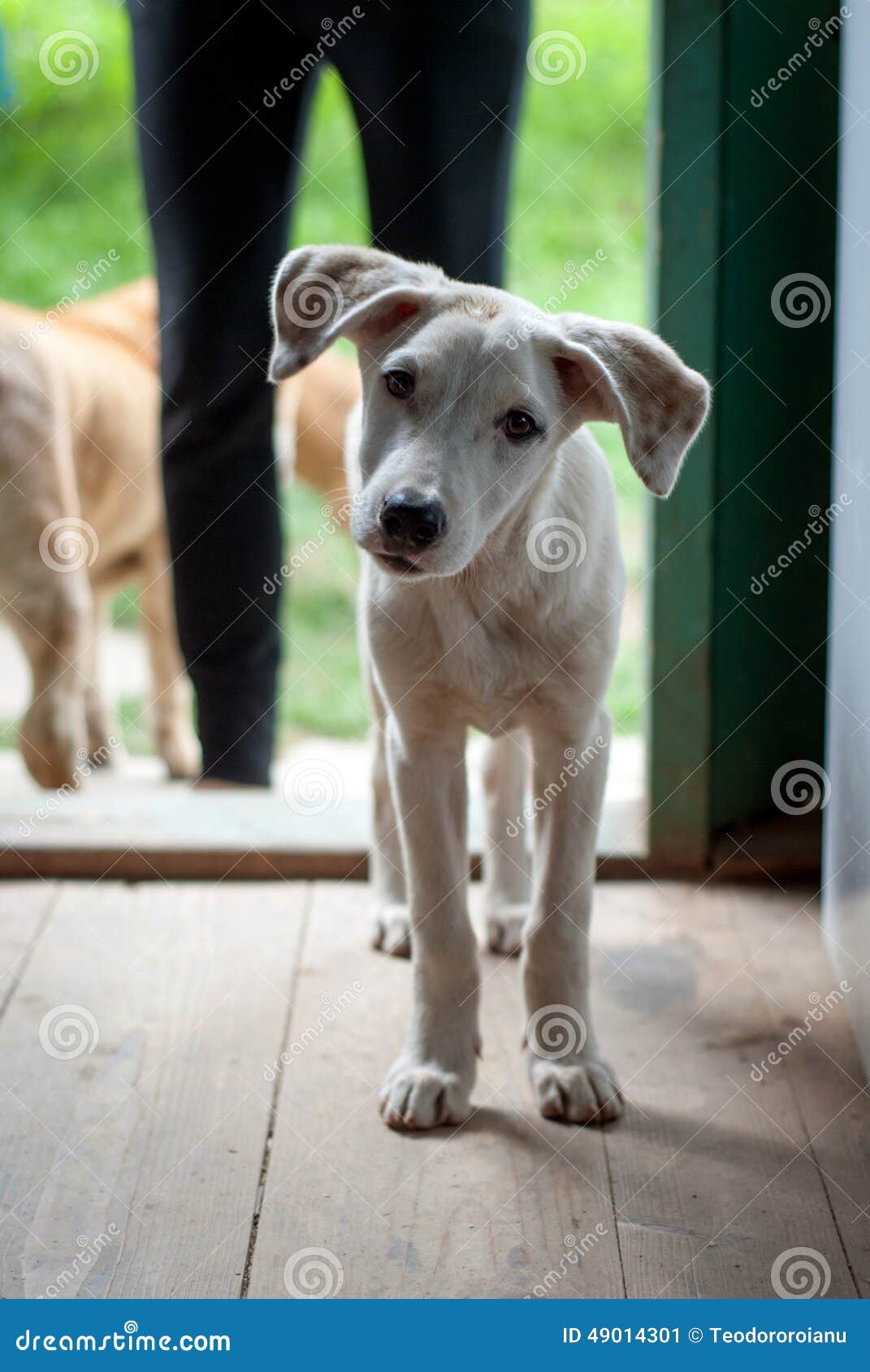 Confused dog stock image. Image of quiet, nature, peaceful - 49014301