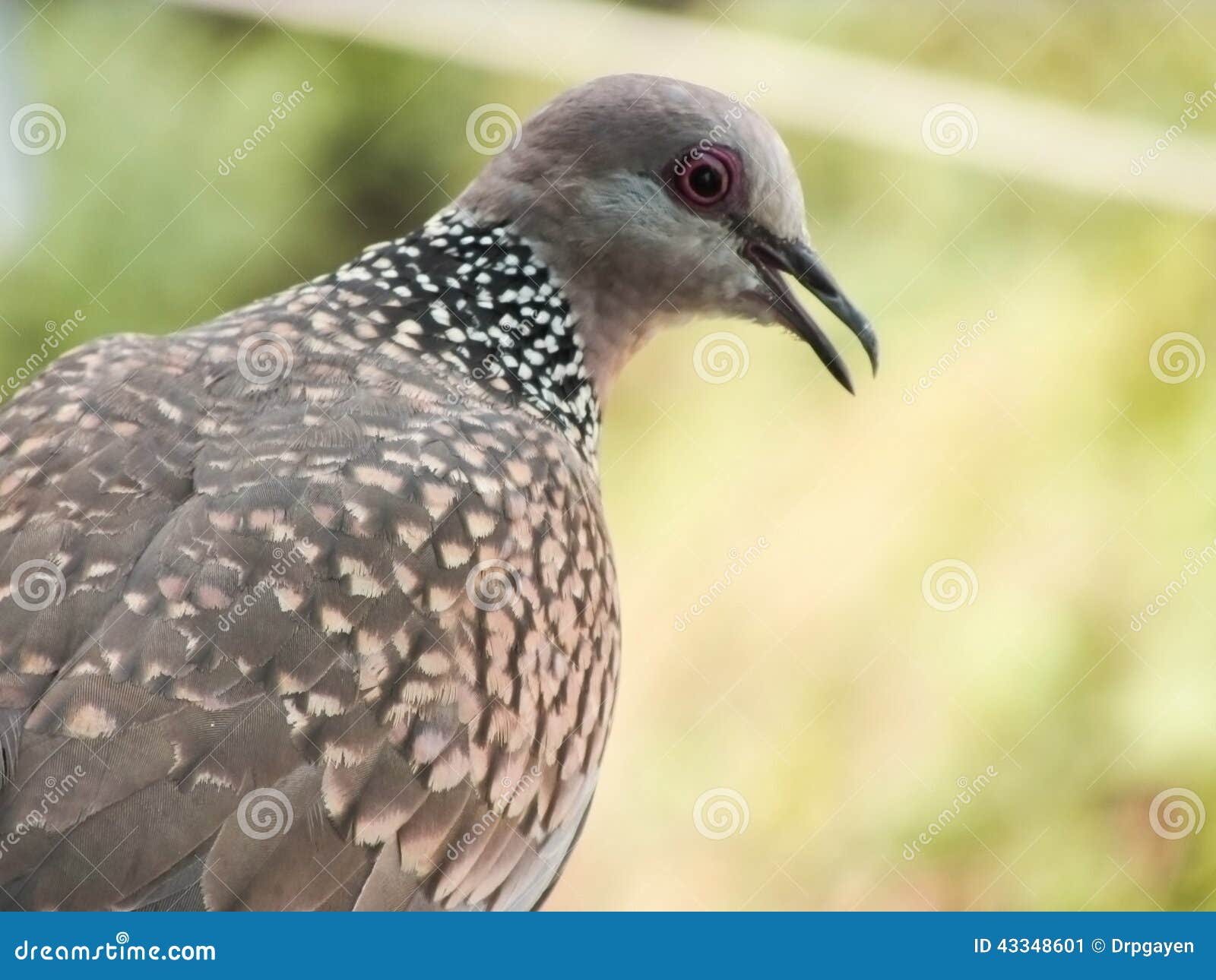 Confused Dove Portrait Stock Photos - Free & Royalty-Free Stock Photos ...
