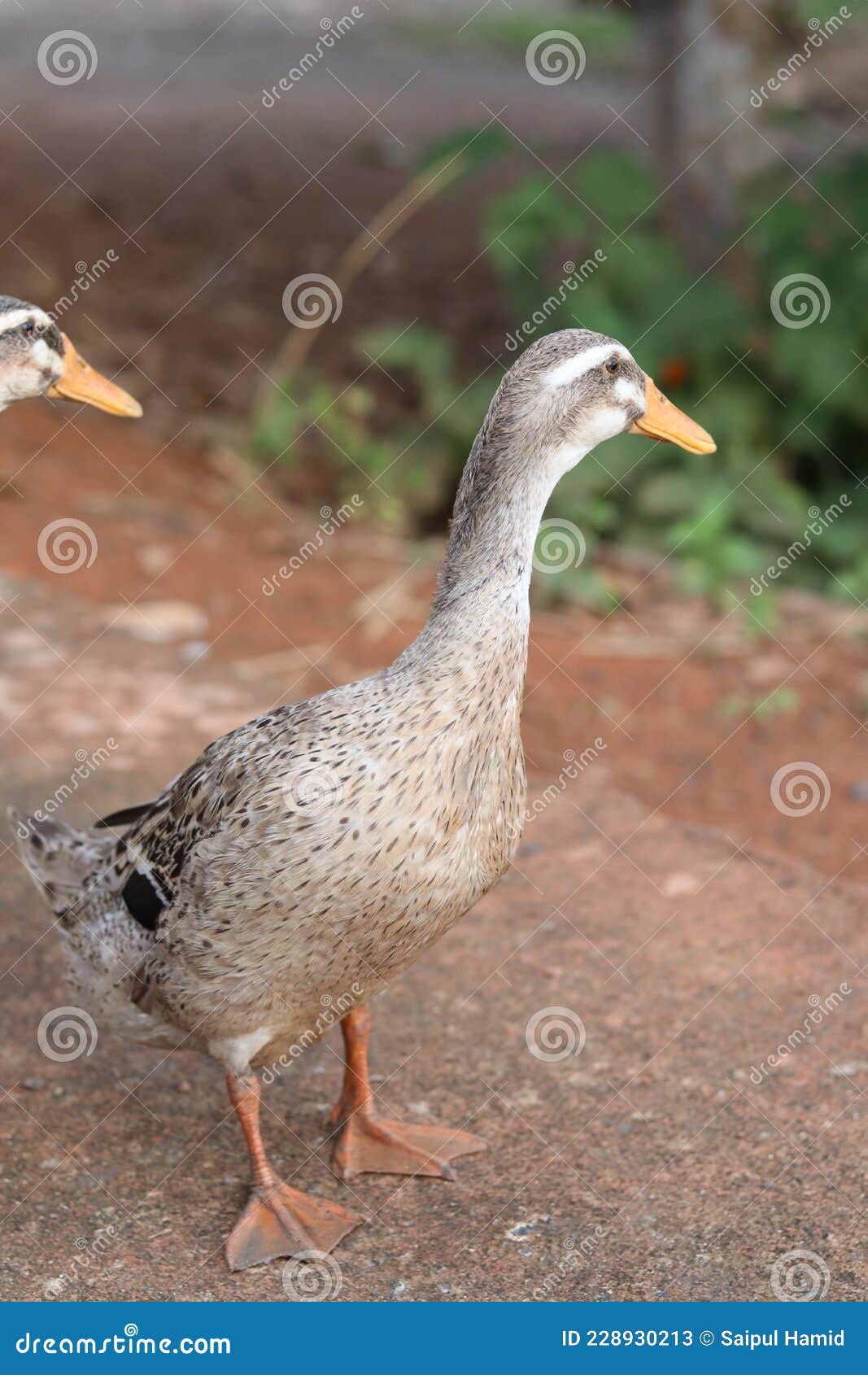 Confused Duck Looking for the Owner Stock Image - Image of plant, bird ...