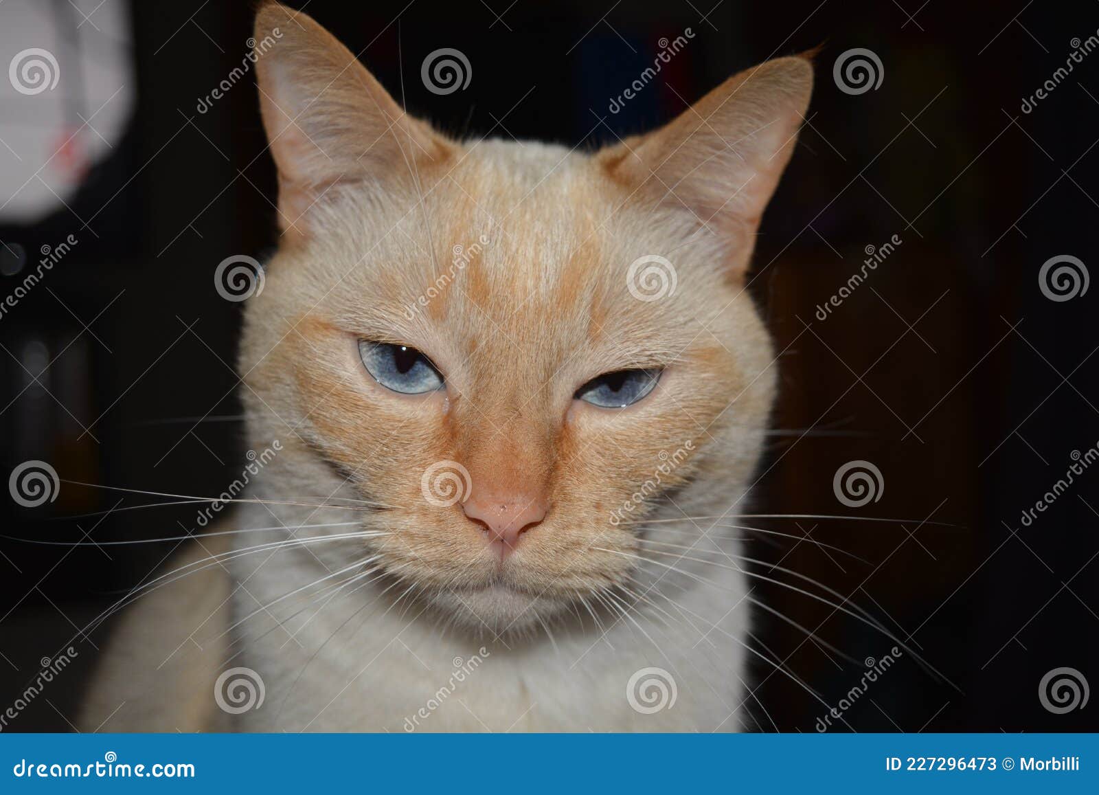The Confused Look of a Cute Cat Stock Image - Image of little, close ...