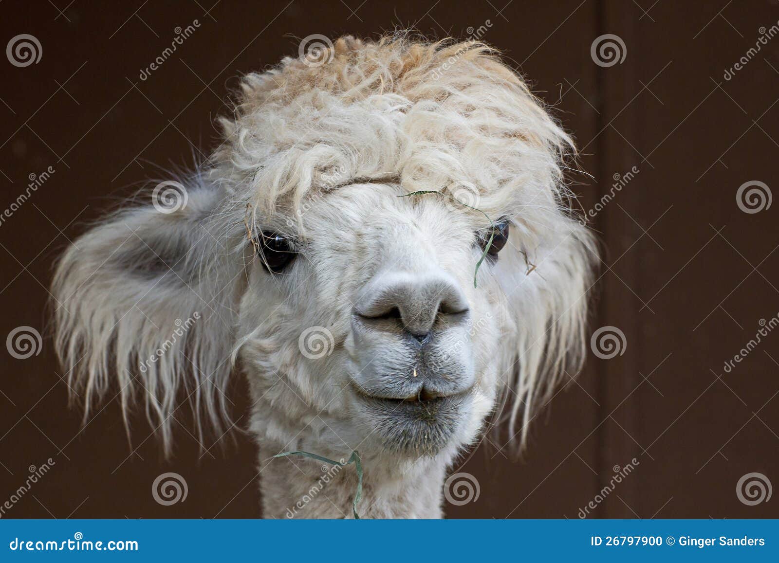 Confused Looking White Alpaca Stock Photo - Image of confused, white ...