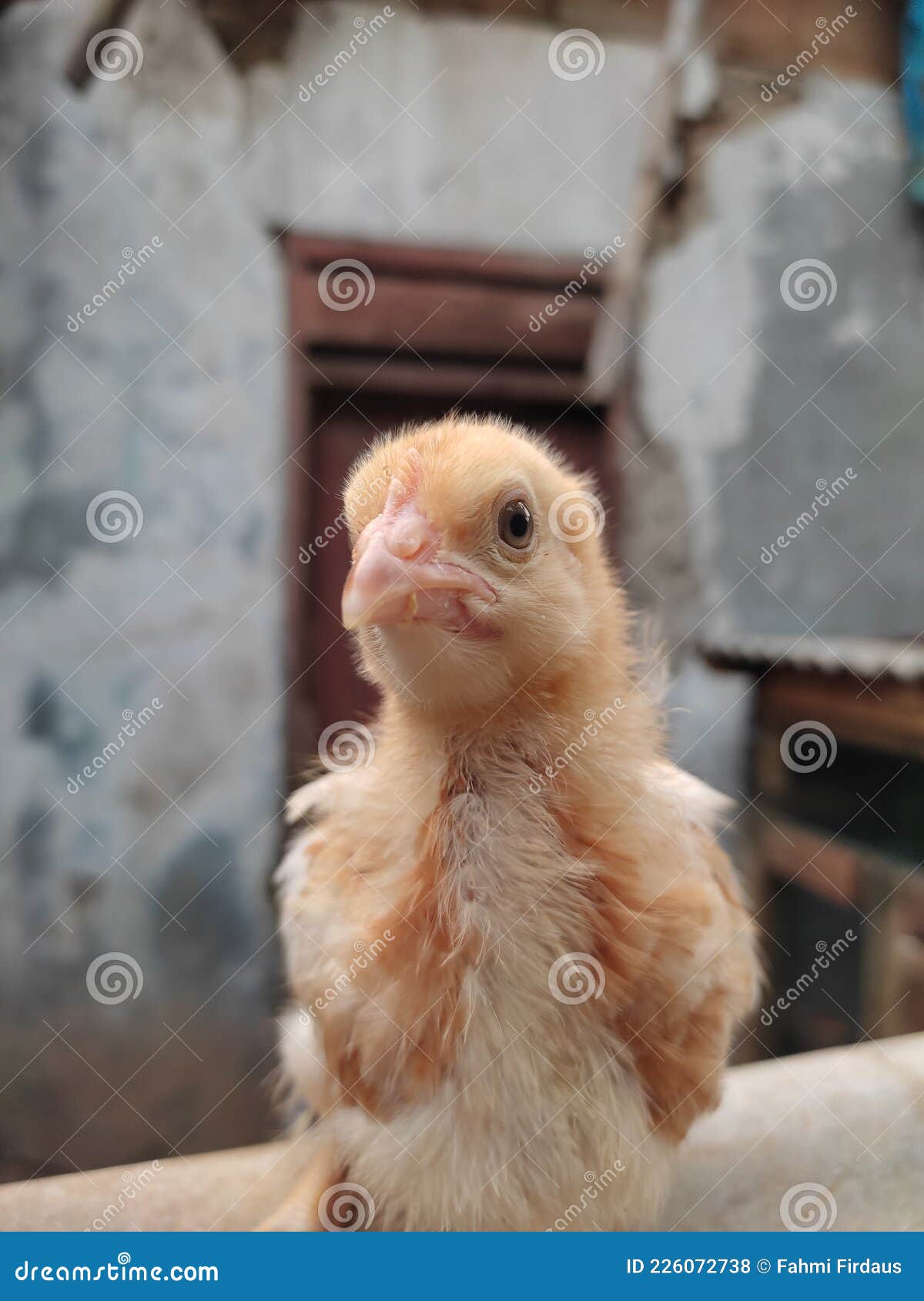 Confused Yellow Feathered Chicken Stock Photo - Image of wildlife ...