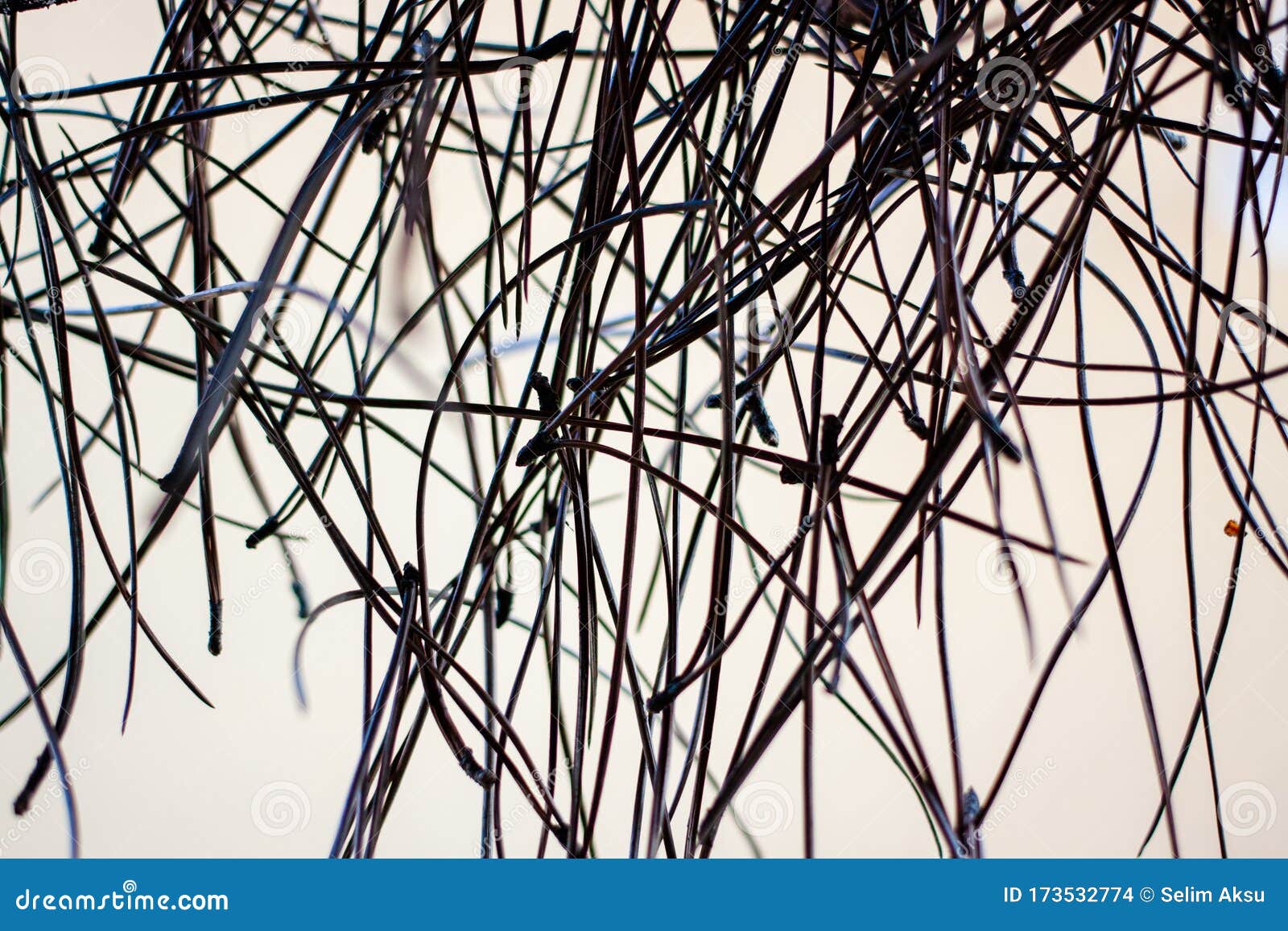 Confusion of Dried Pine Tree Leaves. Stock Photo - Image of color ...