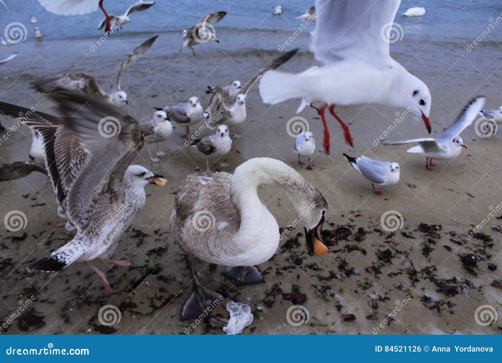 Confusione Degli Uccelli Della Spiaggia Fotografia Stock - Immagine di ...