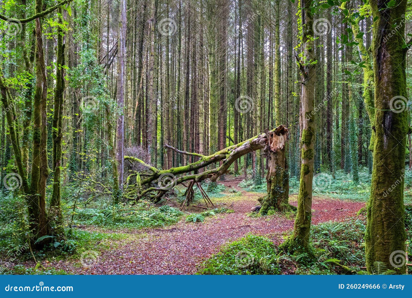 Cong Forest, Cong, Mayo, Ireland Stock Photo - Image of light ...