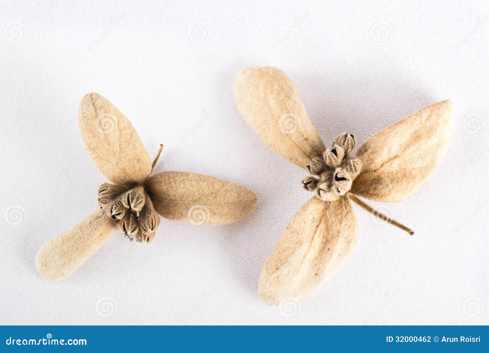 Congea tomentosa Roxb. stock photo. Image of natural - 32000462