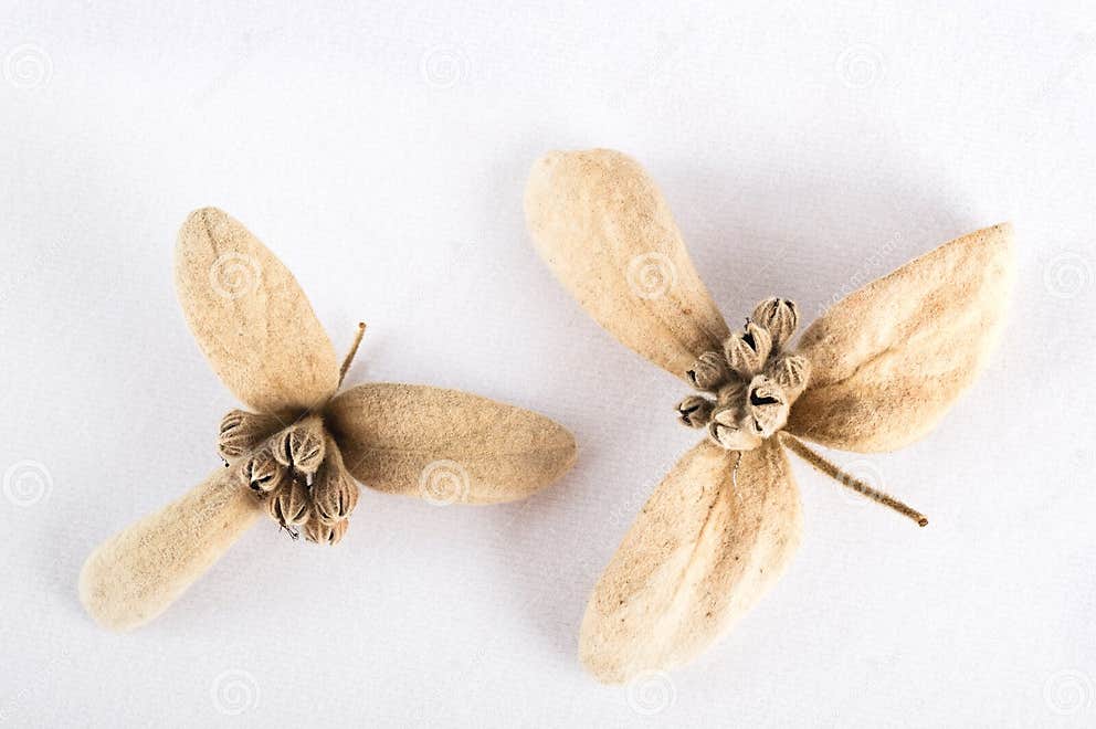 Congea tomentosa Roxb. stock photo. Image of natural - 32000462