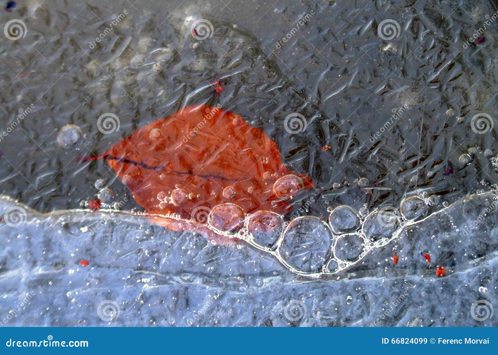 Congealed stock image. Image of cold, frozen, leaf, surface - 66824099