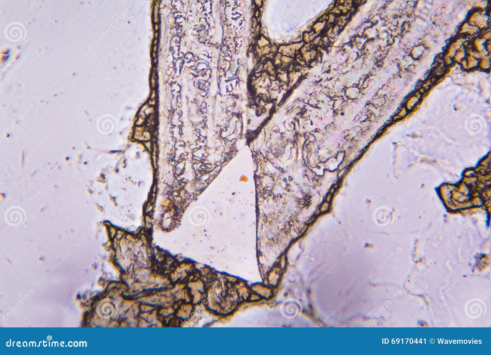 Prokaryotic Cell Microscope