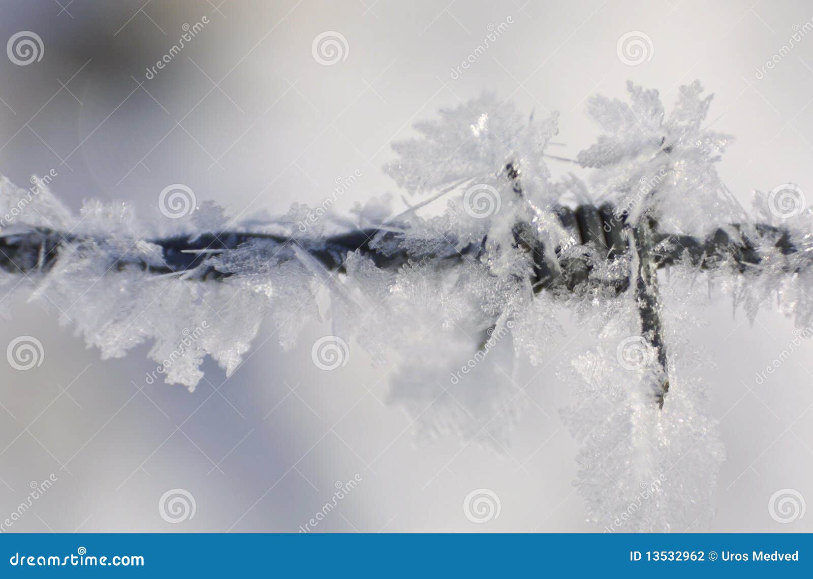 Congelato fotografia stock. Immagine di ghiaccio, congelare - 13532962