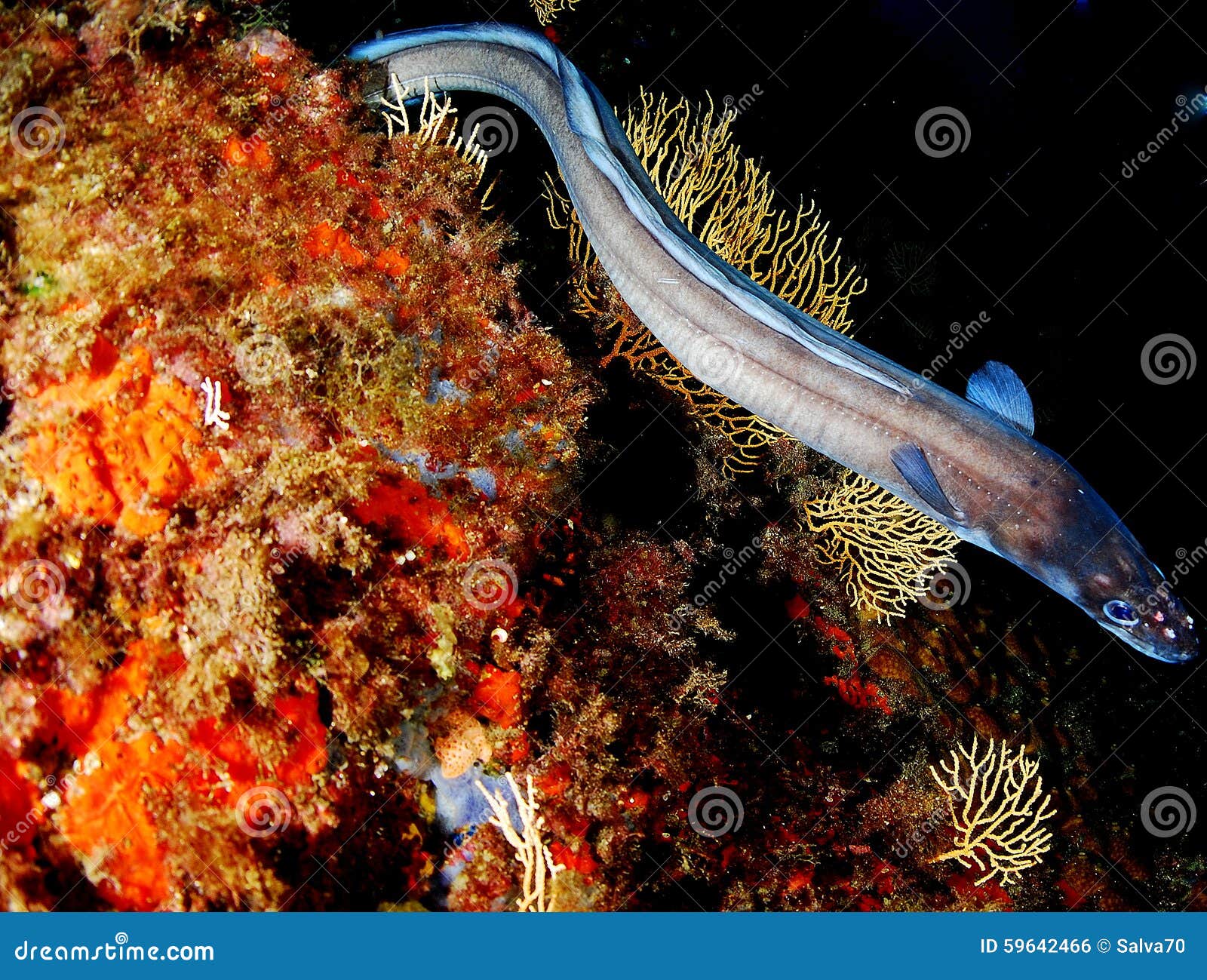 Conger conger stock photo. Image of canicula, biology - 59642466