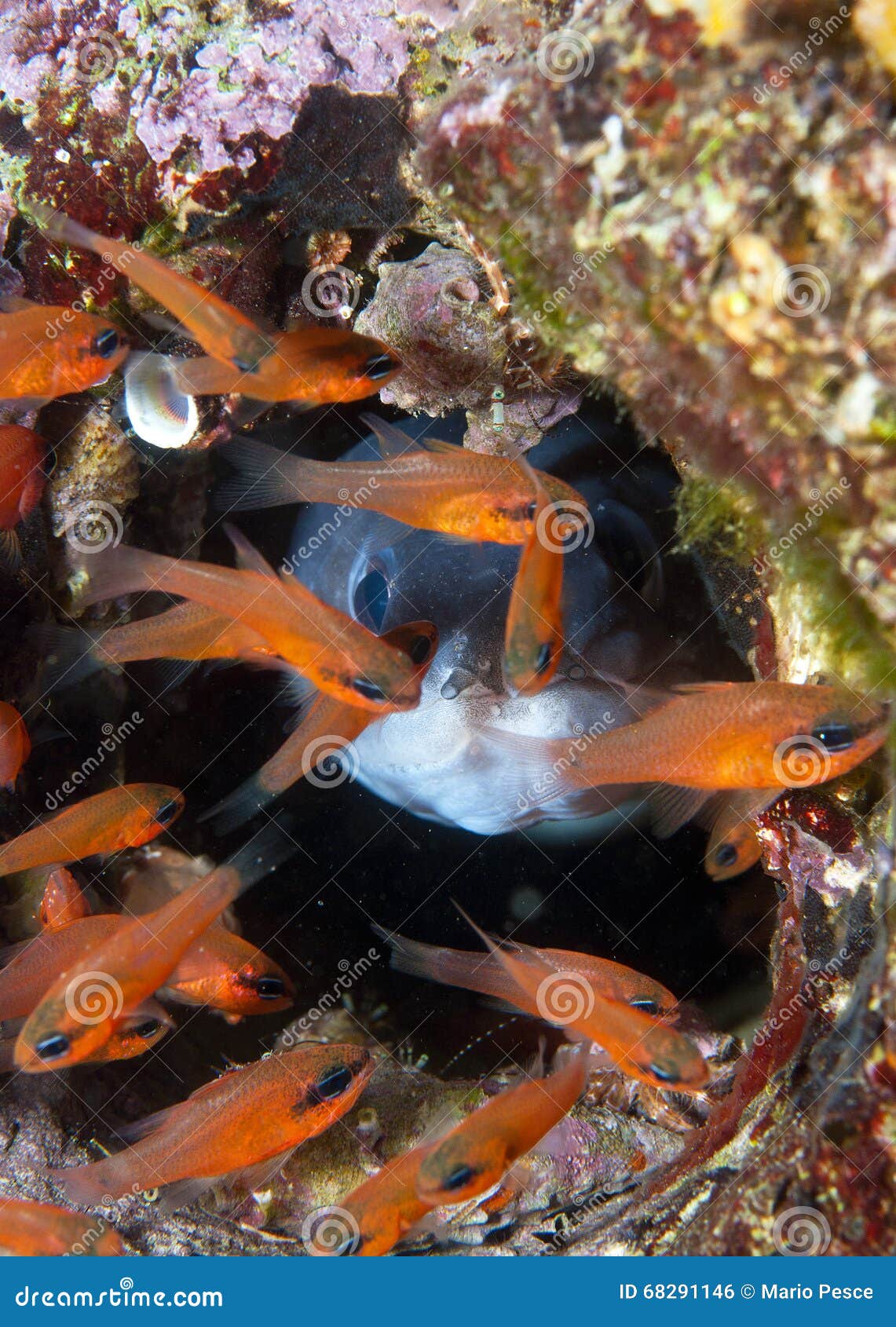 Conger-eel is hiding stock photo. Image of hidden, fish - 68291146