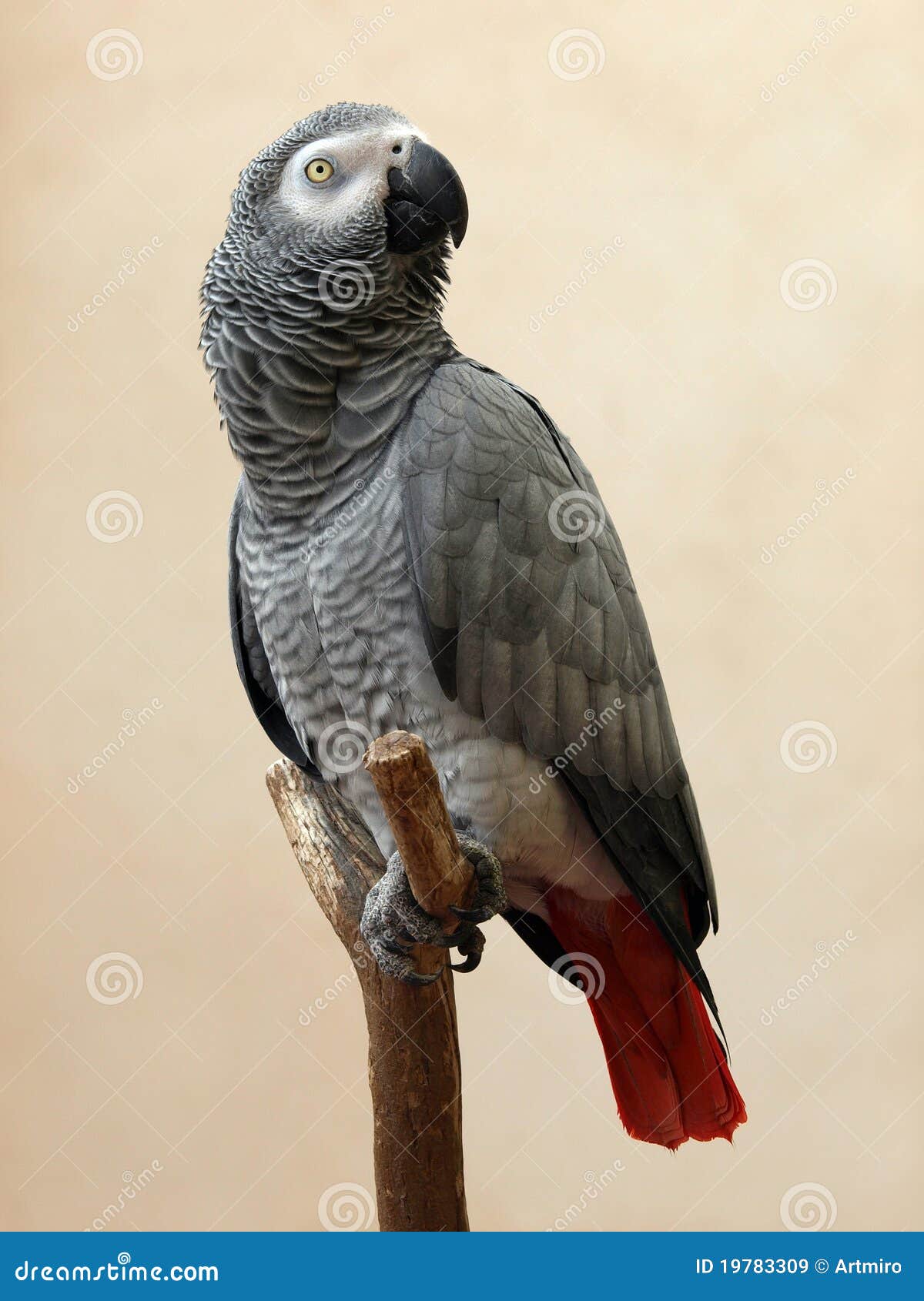 Congo African Grey Parrot stock image. Image of alertness - 19783309