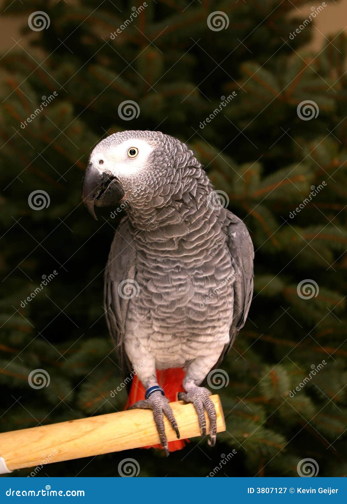 Congo African Grey Parrot stock image. Image of parrot - 3807127