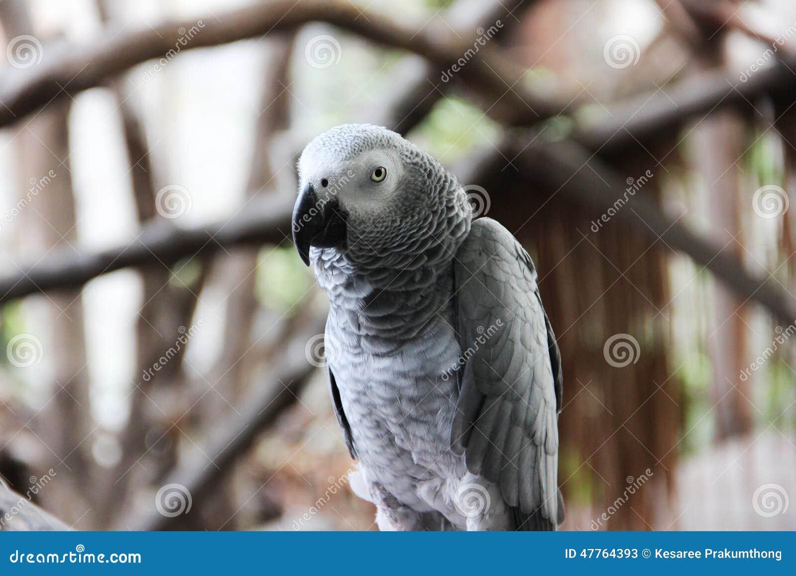 Congo African Grey Parrot stock image. Image of branch - 47764393