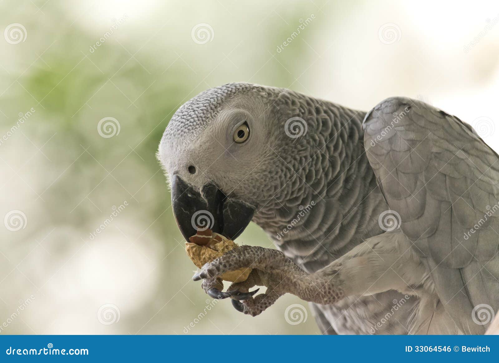 Congo African Grey Parrot stock photo. Image of morphological - 33064546