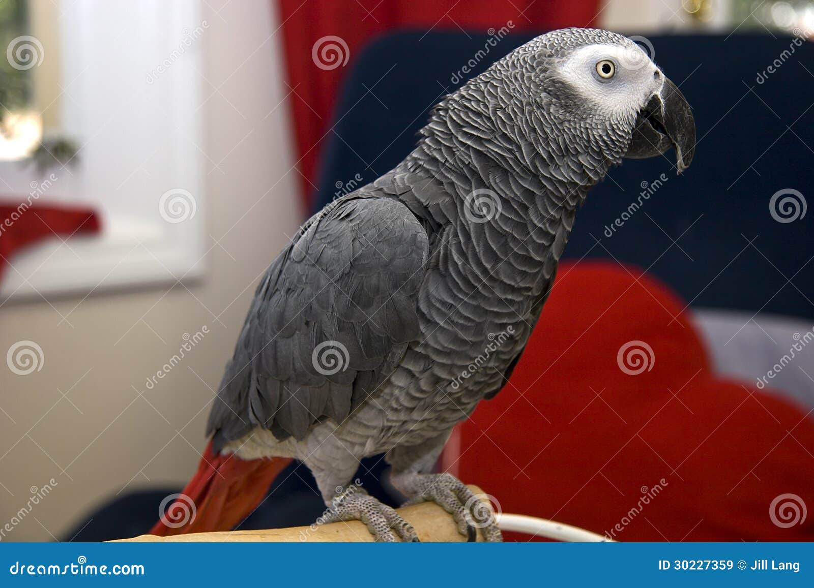 African Grey Parrot stock image. Image of perched, feathers - 30227359