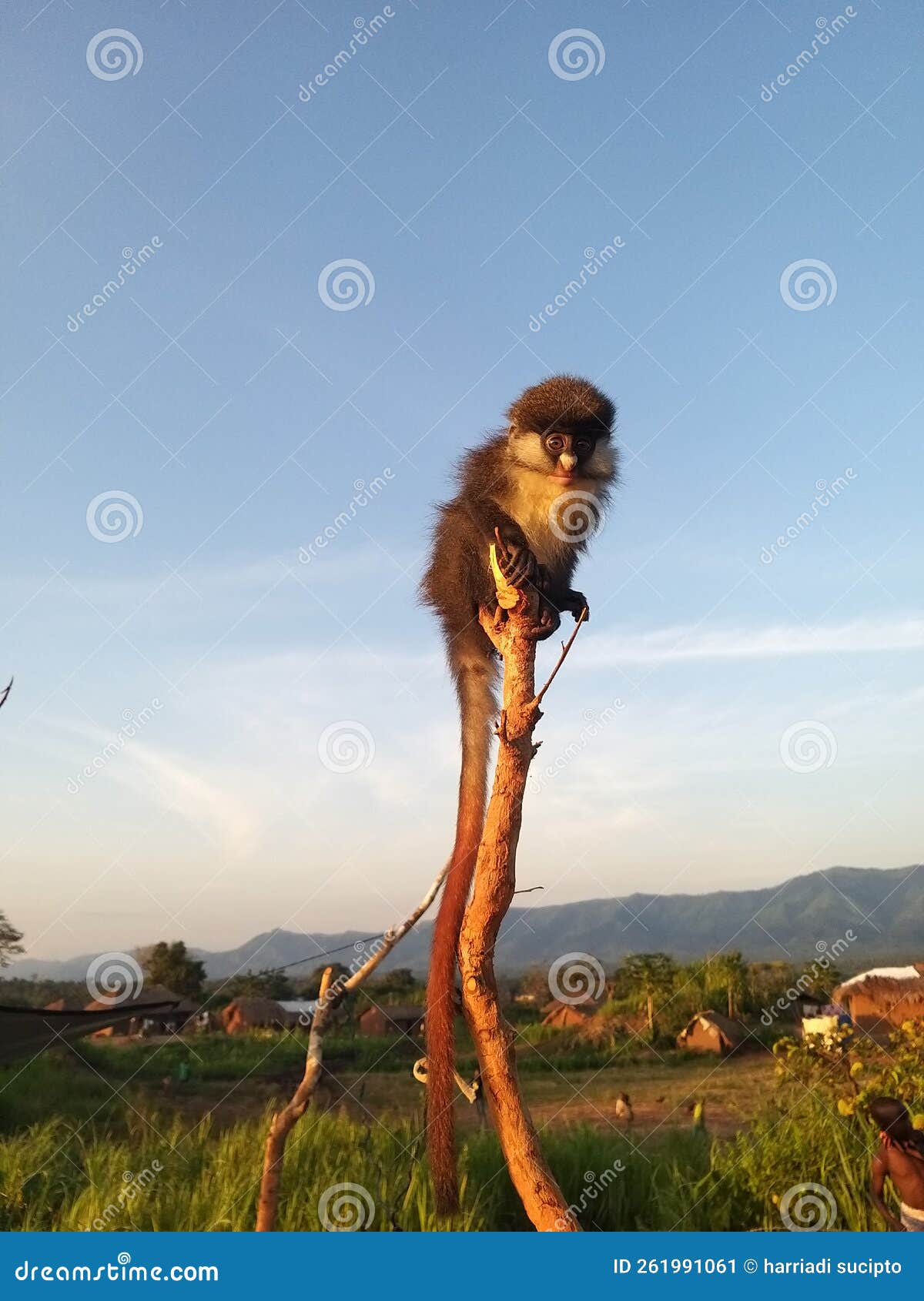 Congo native monkey stock image. Image of bird, congo - 261991061