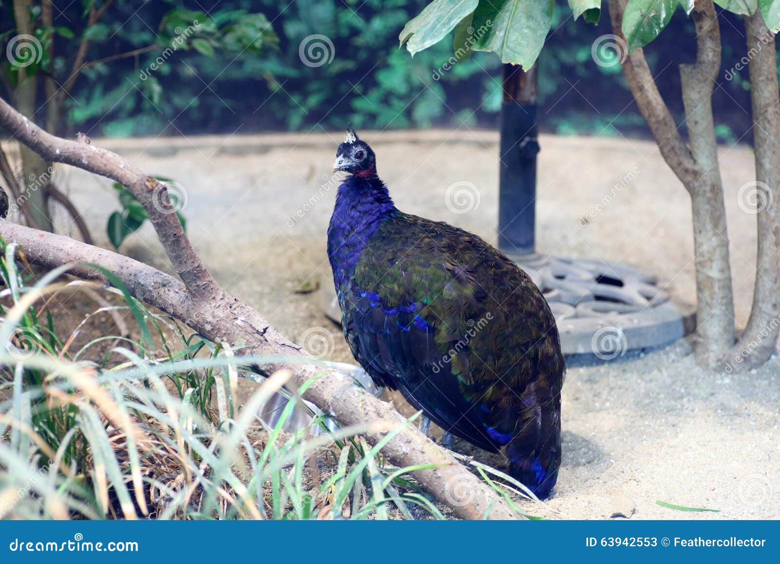 Congo Peafowl stock image. Image of peacock, forest, tropical - 63942553