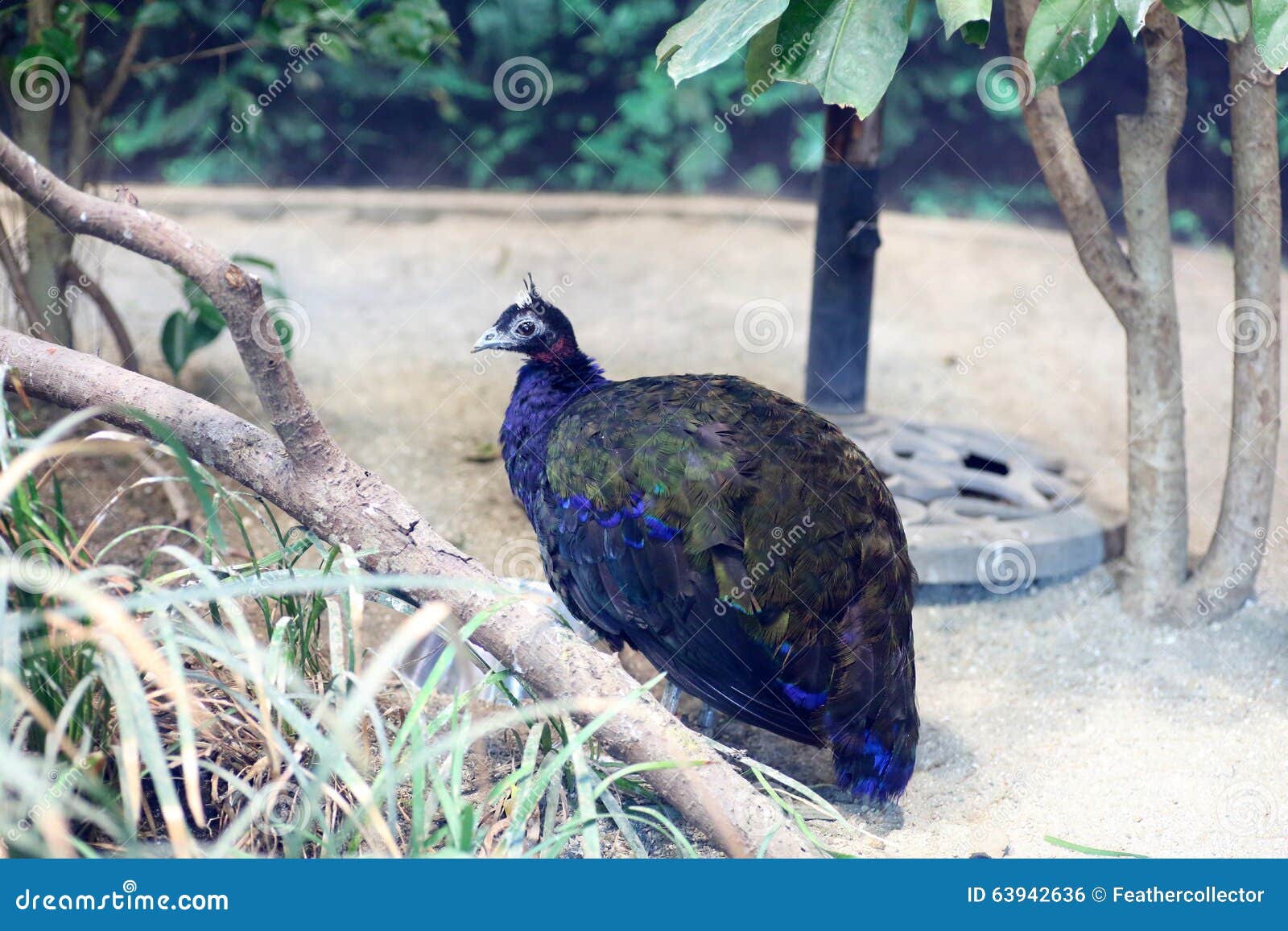 Congo Peafowl stock photo. Image of pheasant, park, bird - 63942636