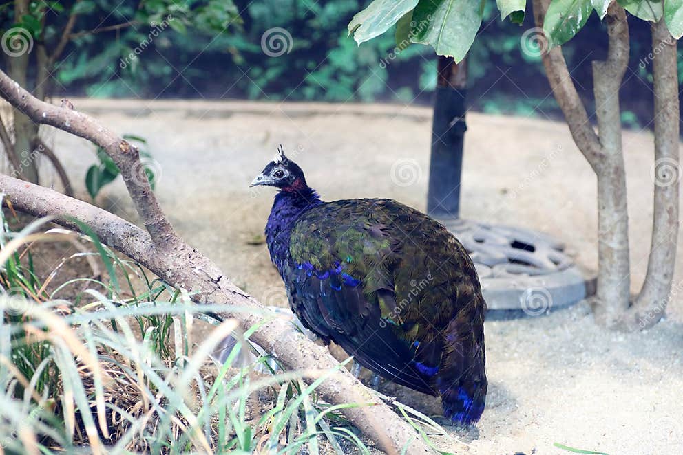 Congo Peafowl stock photo. Image of pheasant, park, bird - 63942636