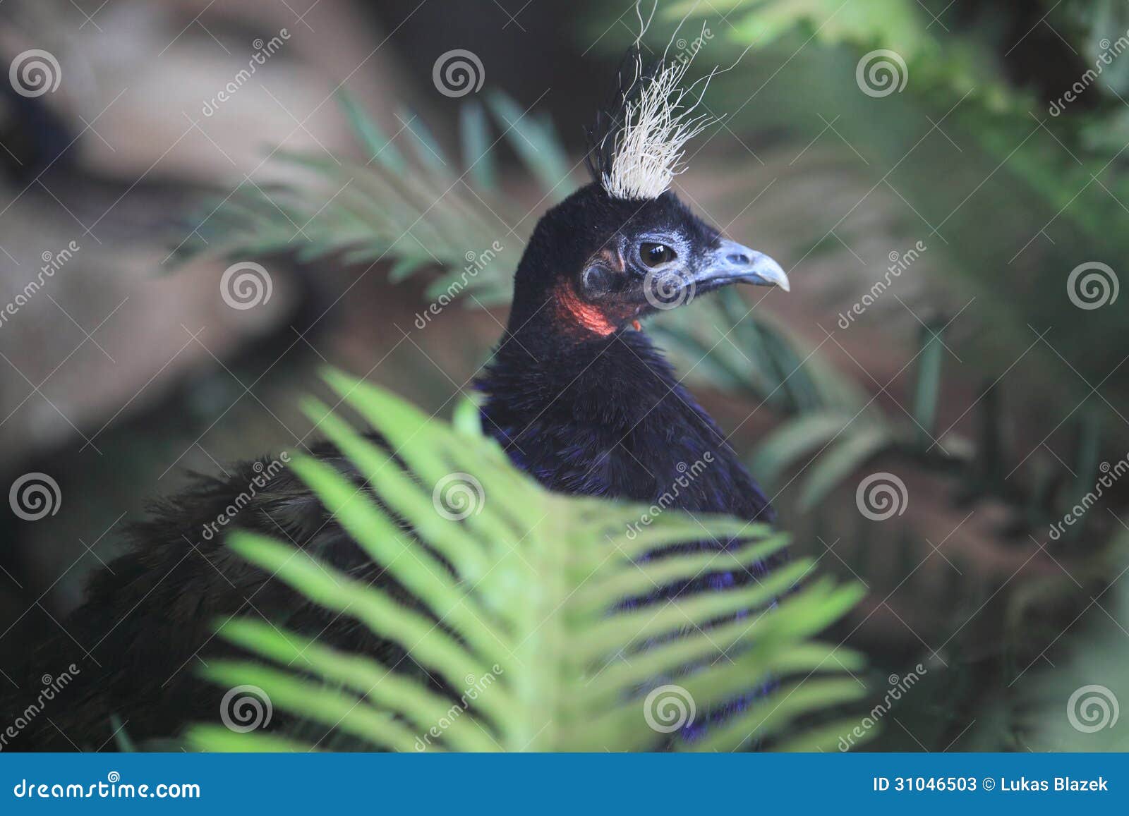 Congo peafowl stock image. Image of peafowl, animal, congensis - 31046503
