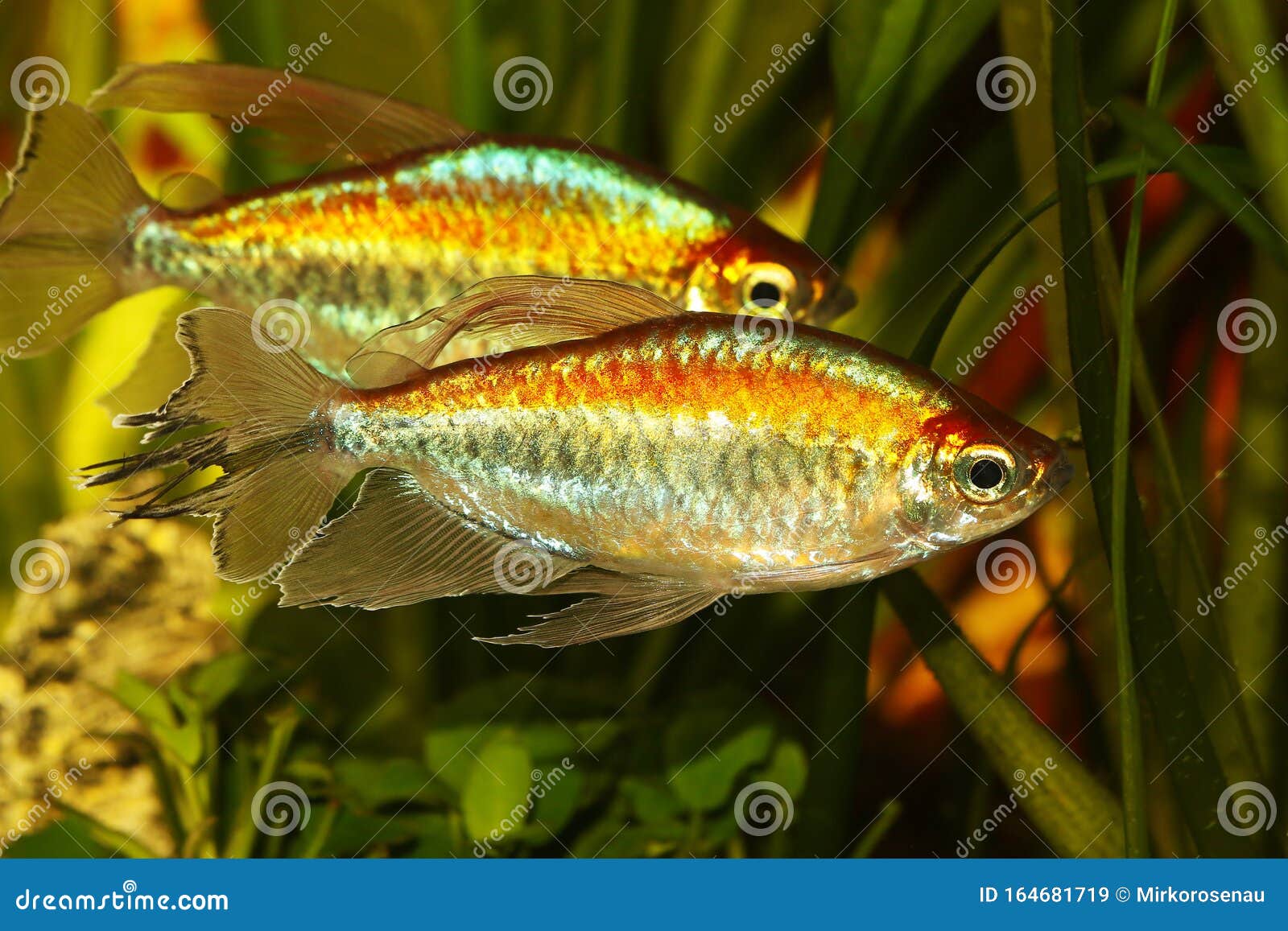 Congo Tetra Aquarium Fish Phenacogrammus Interruptus Stock Image ...