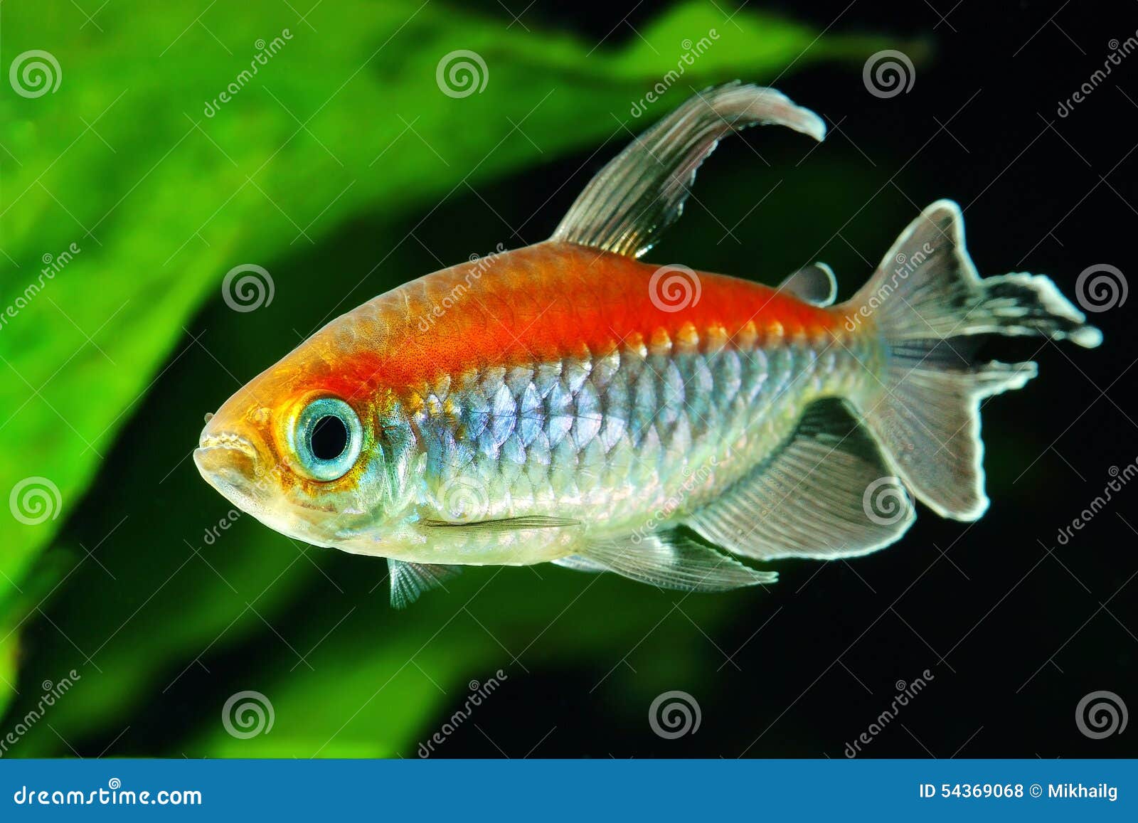 Congo tetra stock photo. Image of iridescent, fish, refraction - 54369068